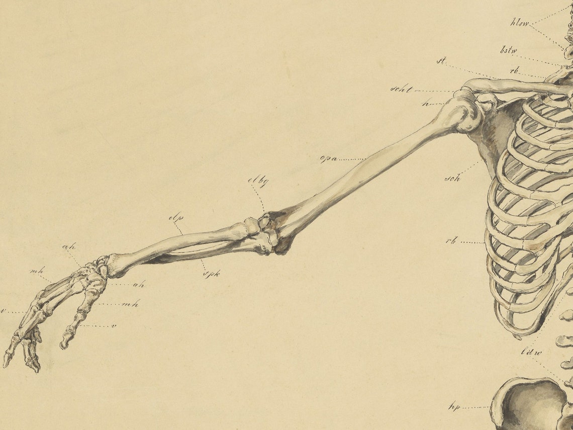 Frame TV Art File Frame TV Art Skeleton Vintage Anatomical | Etsy