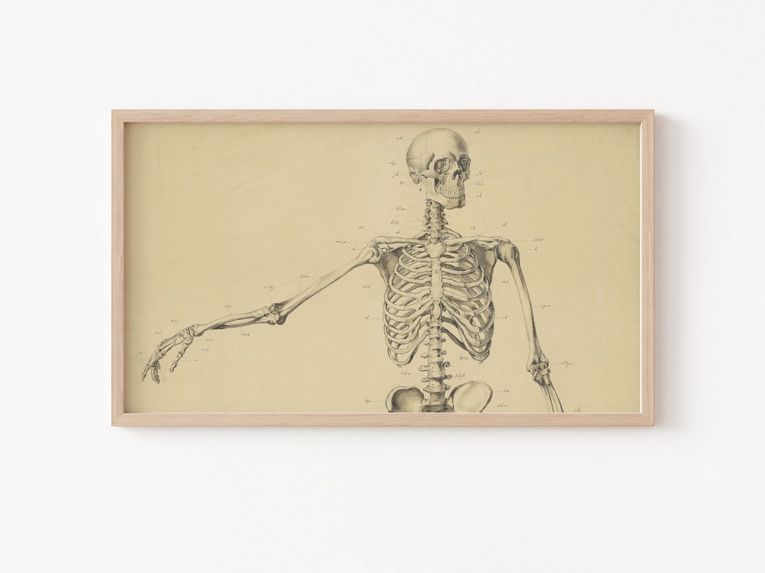 Frame TV Art File, Frame TV Art, Skeleton, Vintage Anatomical Drawing ...