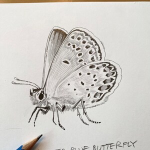 Karner Blue Butterfly - Etsy