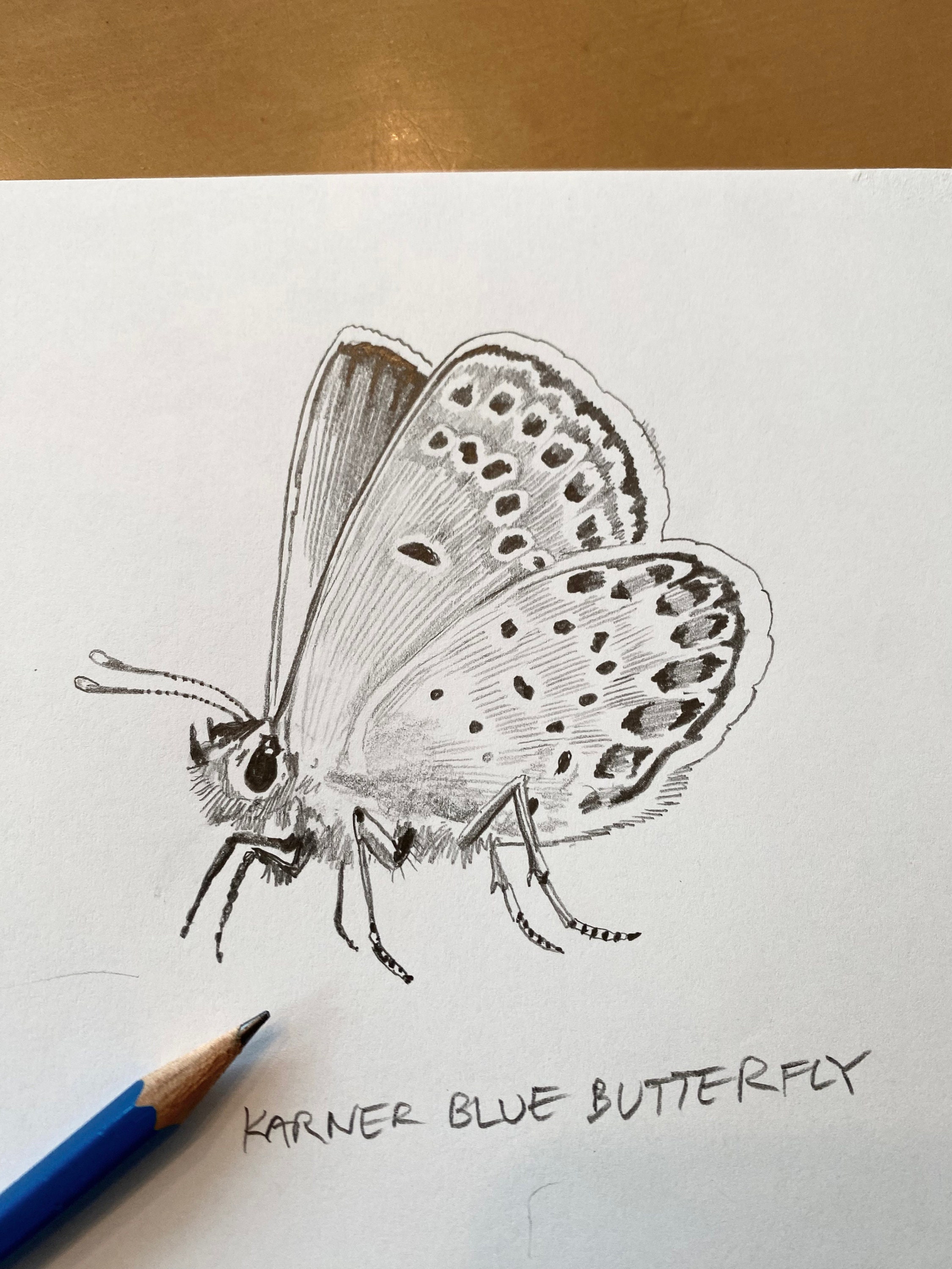 Karner Blue Butterfly - Etsy