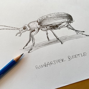 Bombardier Beetle - Etsy