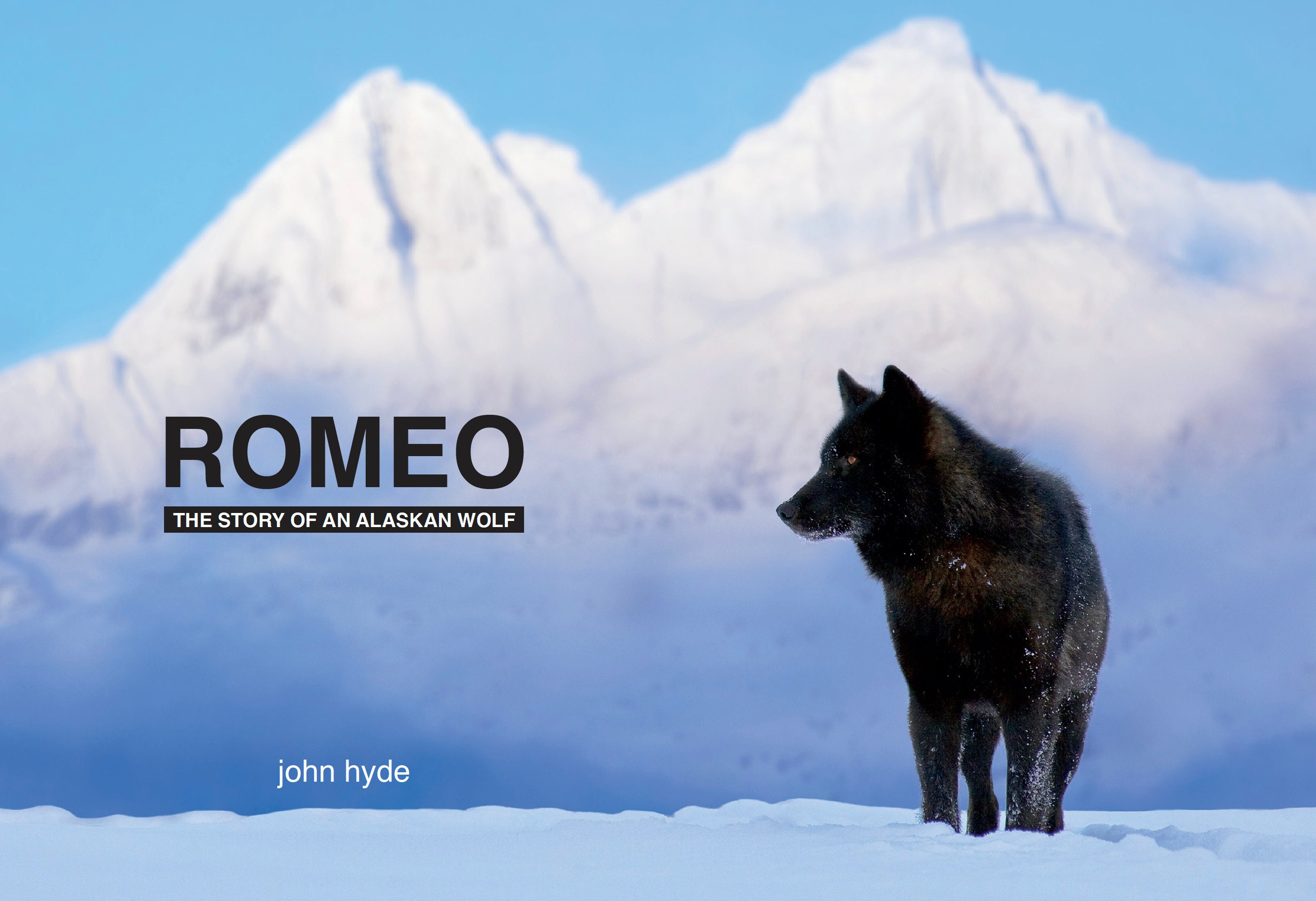Romeo The Wolf