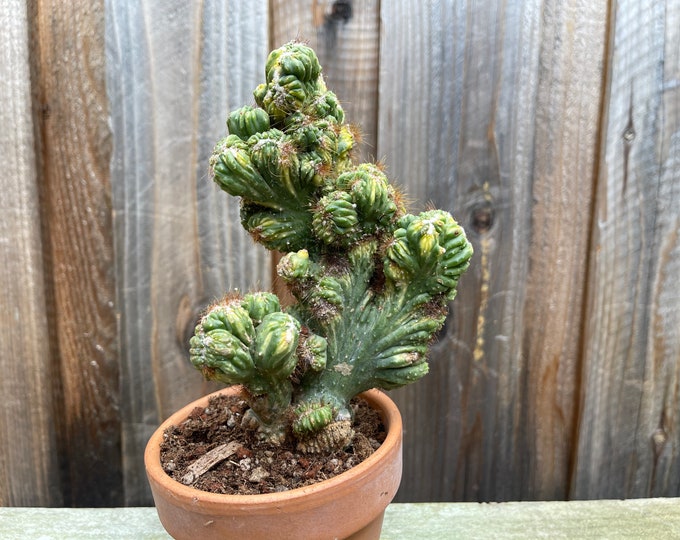 Rare Crested Cereus 'peruvianus Monstrous' F. Variegatus Variegated ...
