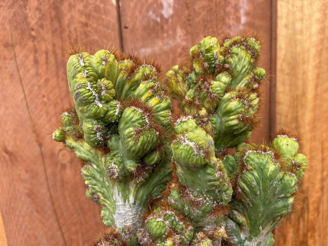 Crested Cereus 'peruvianus Monstrous' F. Variegatus Rare Variegated ...