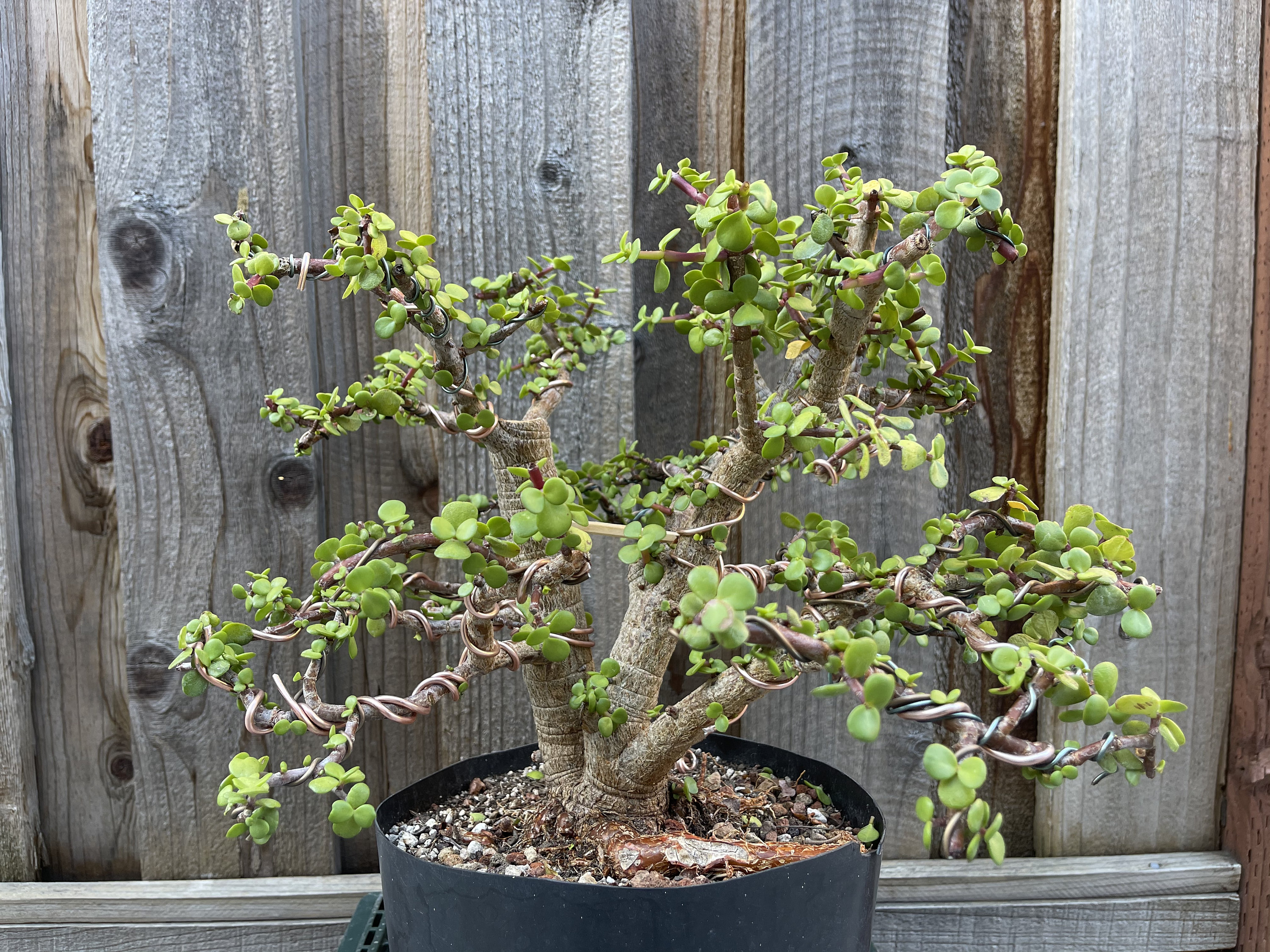 Portulacaria Afra Bonsai