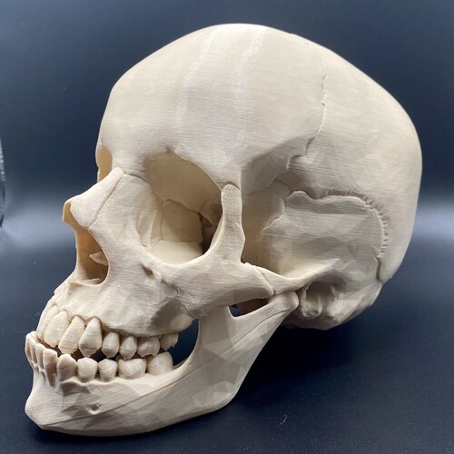 Human Skull Replica/memento Mori - Etsy UK