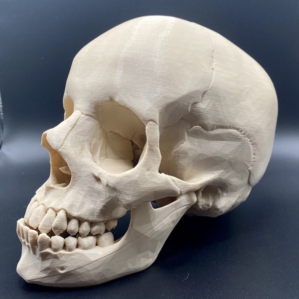 Realistic Skull - Etsy