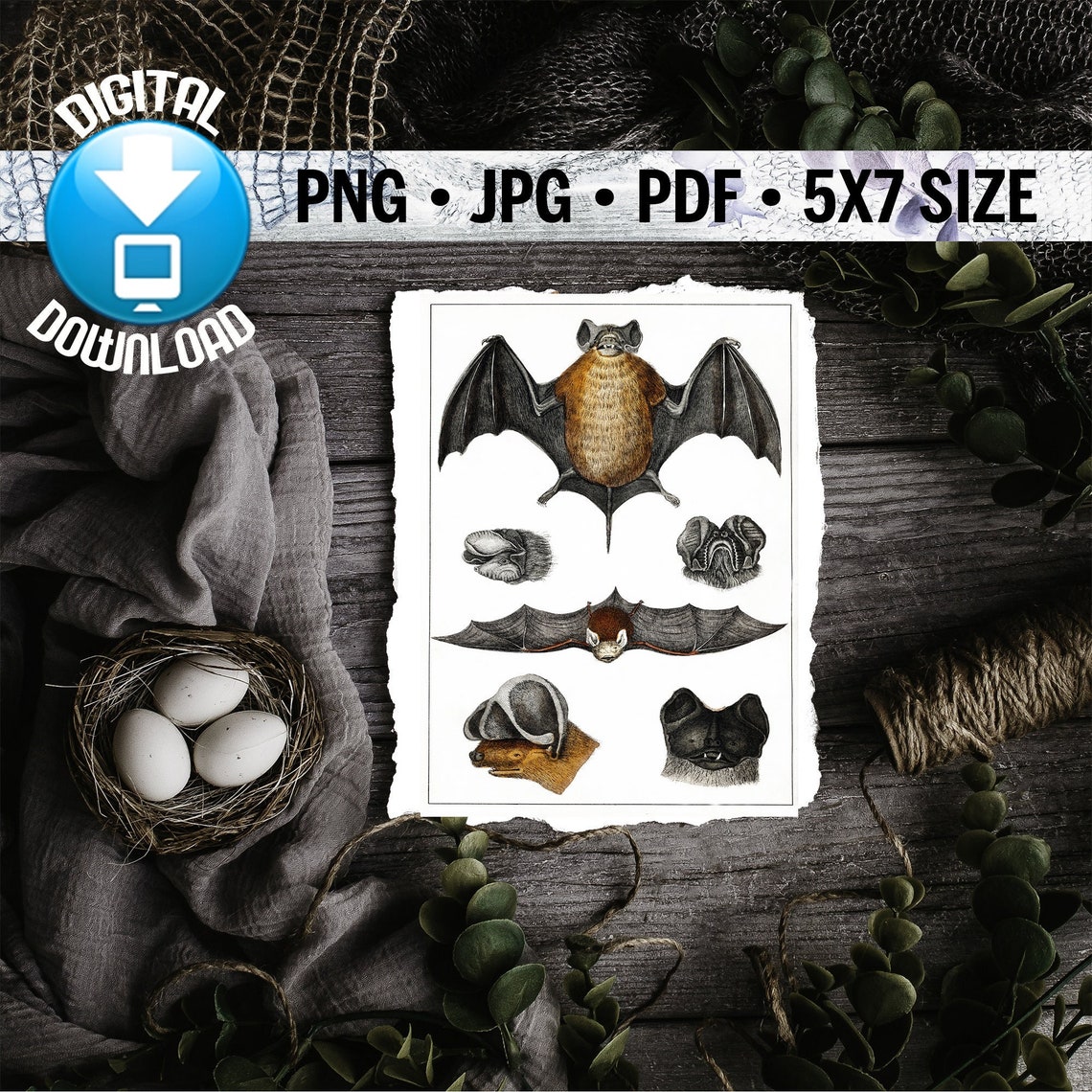 Bat Digital Download Vintage Illustration Printable Graphic - Etsy