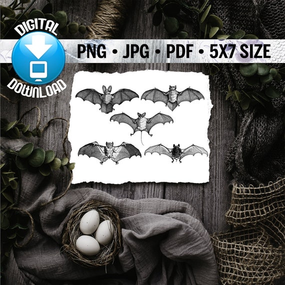 Bat Digital Download Vintage Illustration Printable Graphic | Etsy