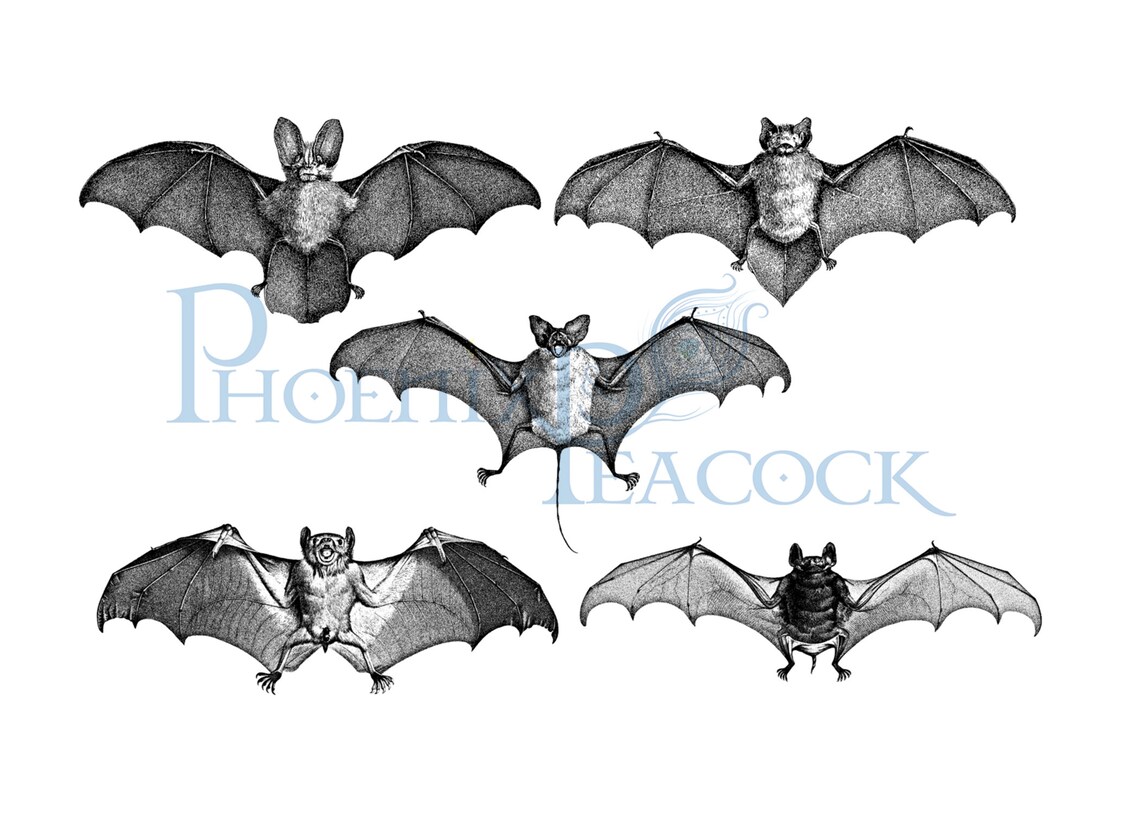 Bat Digital Download Vintage Illustration Printable Graphic - Etsy
