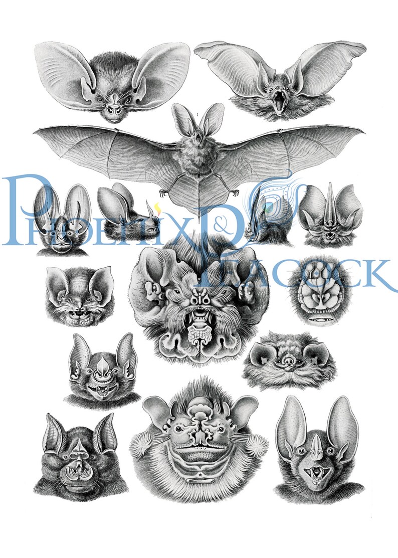Bat Digital Download Vintage Illustration Printable Graphic | Etsy