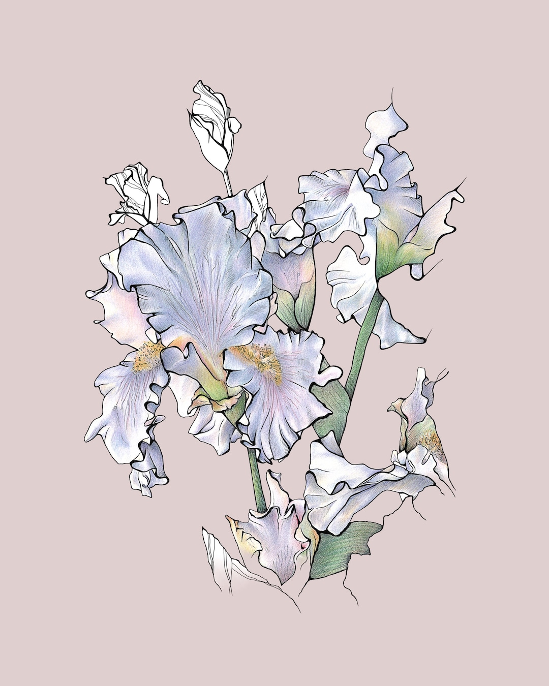 Instant Download / Digital Art / Botanical Iris Flower Print / Abstract ...