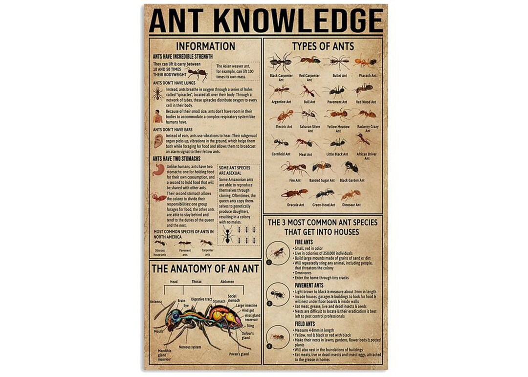 Ant Knowledge Poster, Types of Ants Poster, the Anatomy of an Ant, Ant ...