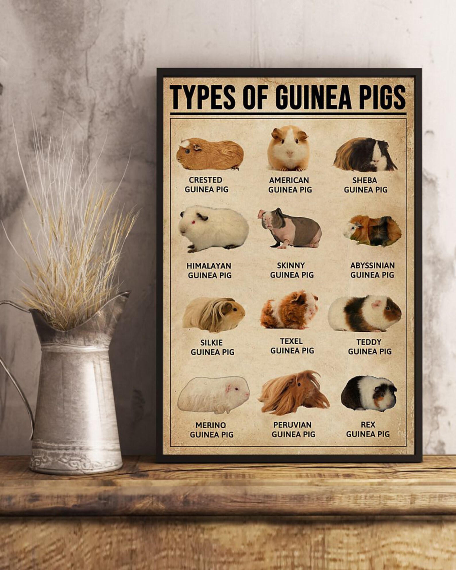 Types of Guinea Pigs, Guinea Pig Knowledge Art, Knowledge Poster ...