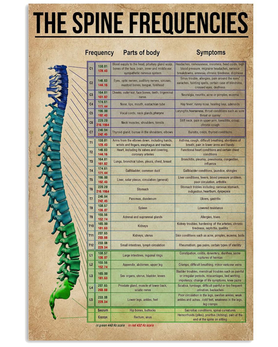 The Spine Frequencies Massage Therapy Poster, Trigger Point Therapy ...