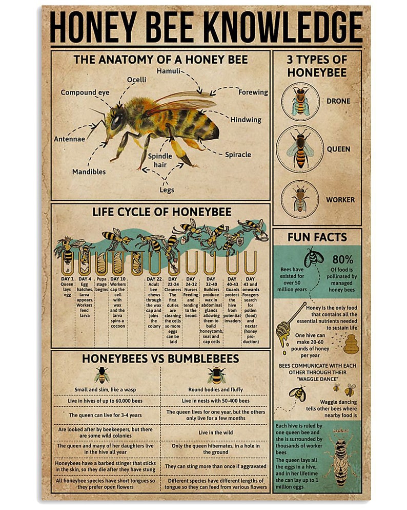Honey Bee Knowledge Poster Honey Bee Knowledge Art Print - Etsy
