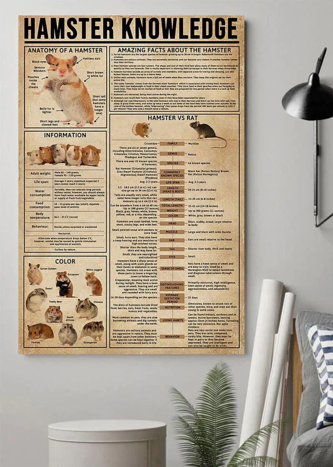 Hamster Knowledge Poster, Types of Hamster, Anatomy of A Hamster ...