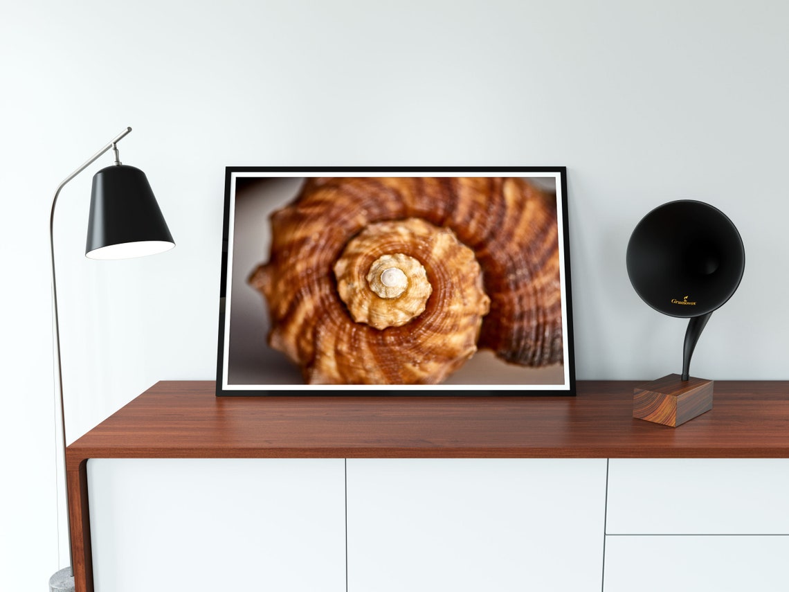 Seashell Printable Photography, Digital Download, Seashell Wall Art ...