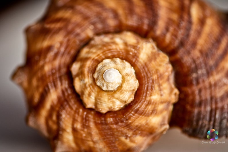 Seashell Printable Photography, Digital Download, Seashell Wall Art ...