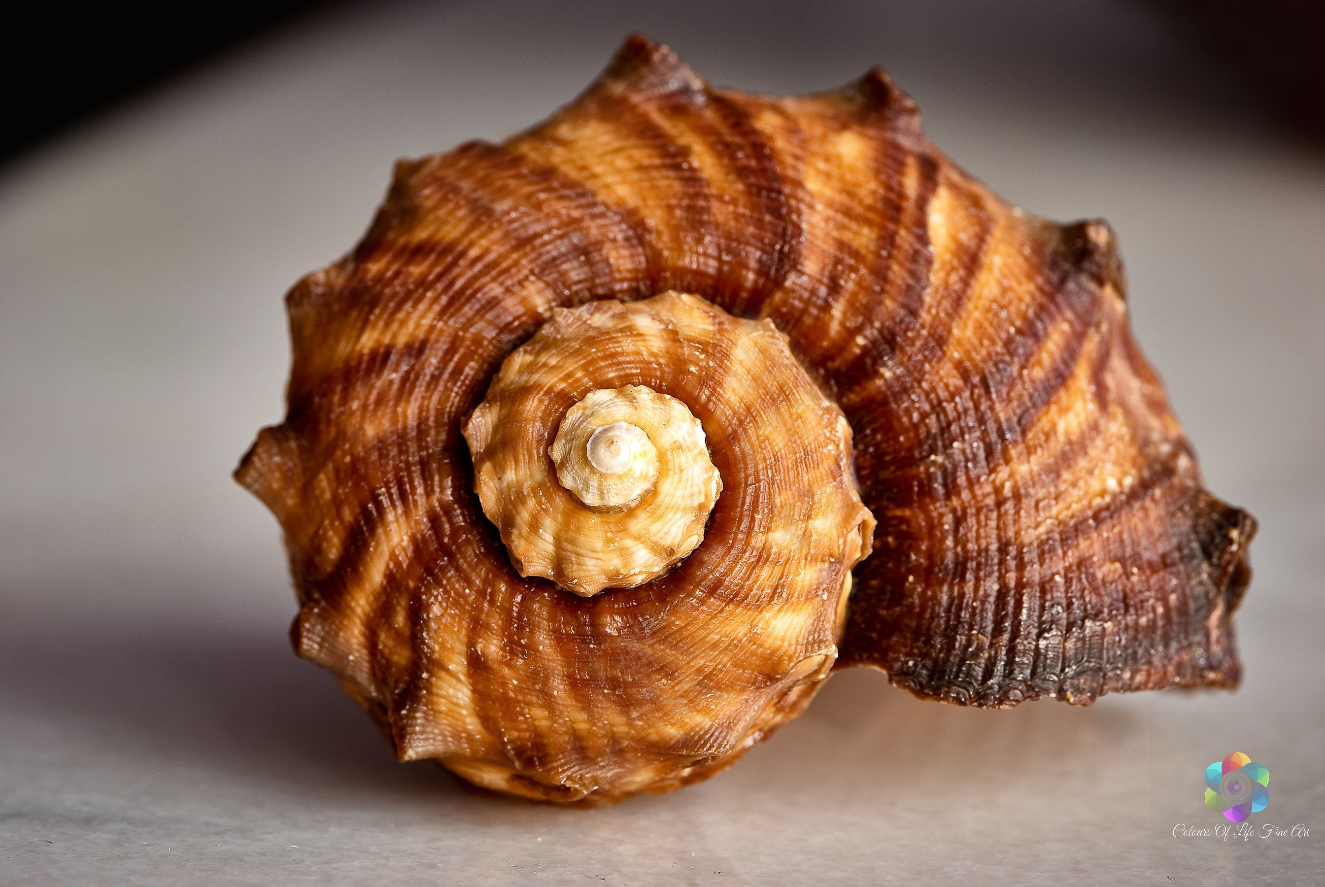 Seashell Print Digital Download, Seashell Photography Print, Nautical ...