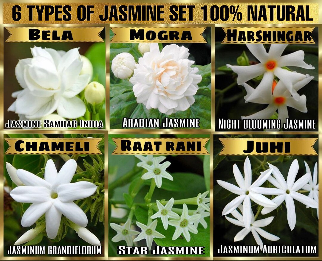 100% Natural Jasmine Oils Set 6 Types of Jasmine Oils - Etsy