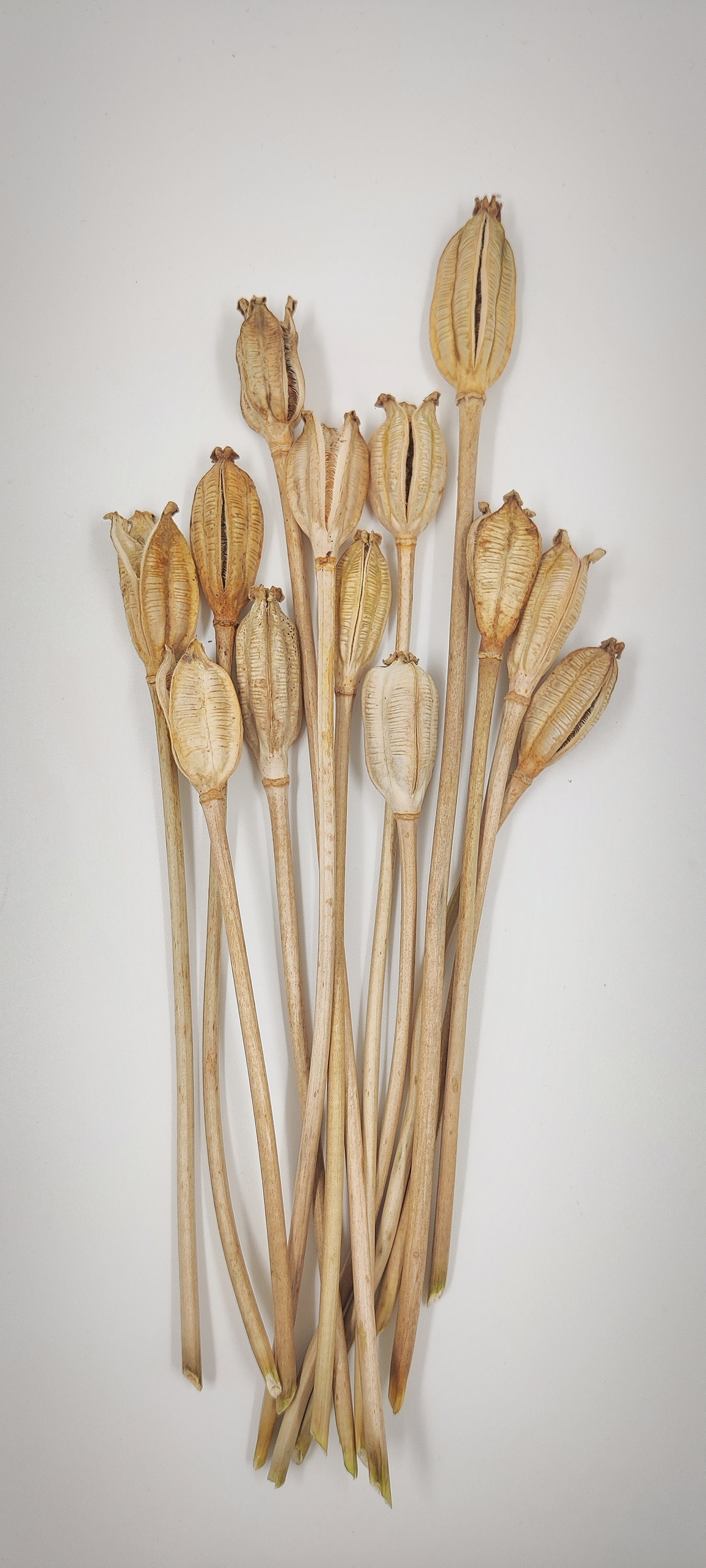 Dried Tulip Seed Pods Dried Plants Dried Flowers Floral Arrangement DIY ...