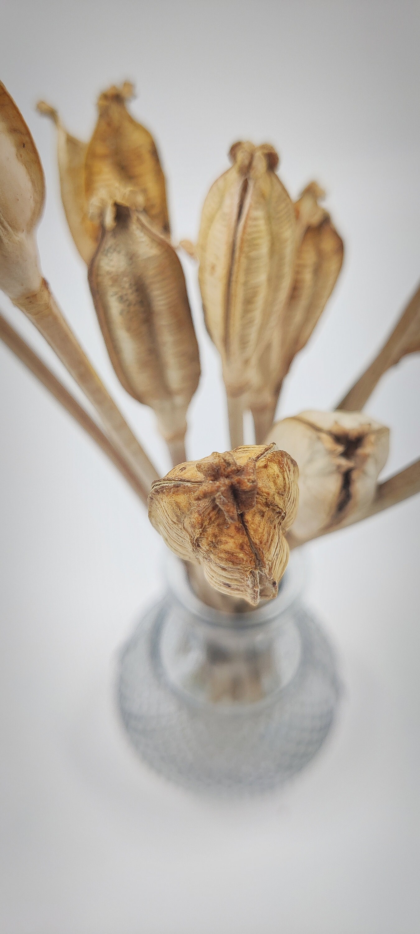 Dried Tulip Seed Pods Dried Plants Dried Flowers Floral Arrangement DIY ...