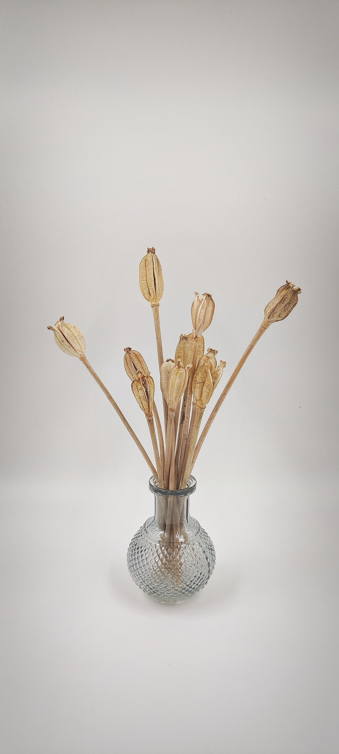 Dried Tulip Seed Pods • Dried Plants • Dried Flowers • Floral ...