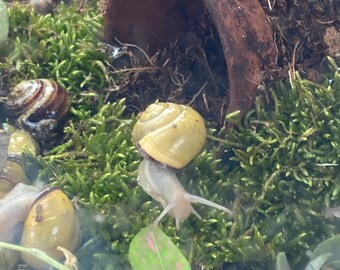 Virginia Vintage | Etsy