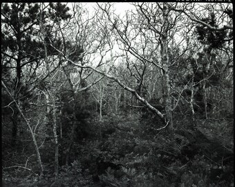 Cape Cod National Seashore Beach Forest 4 Digital Download - Etsy