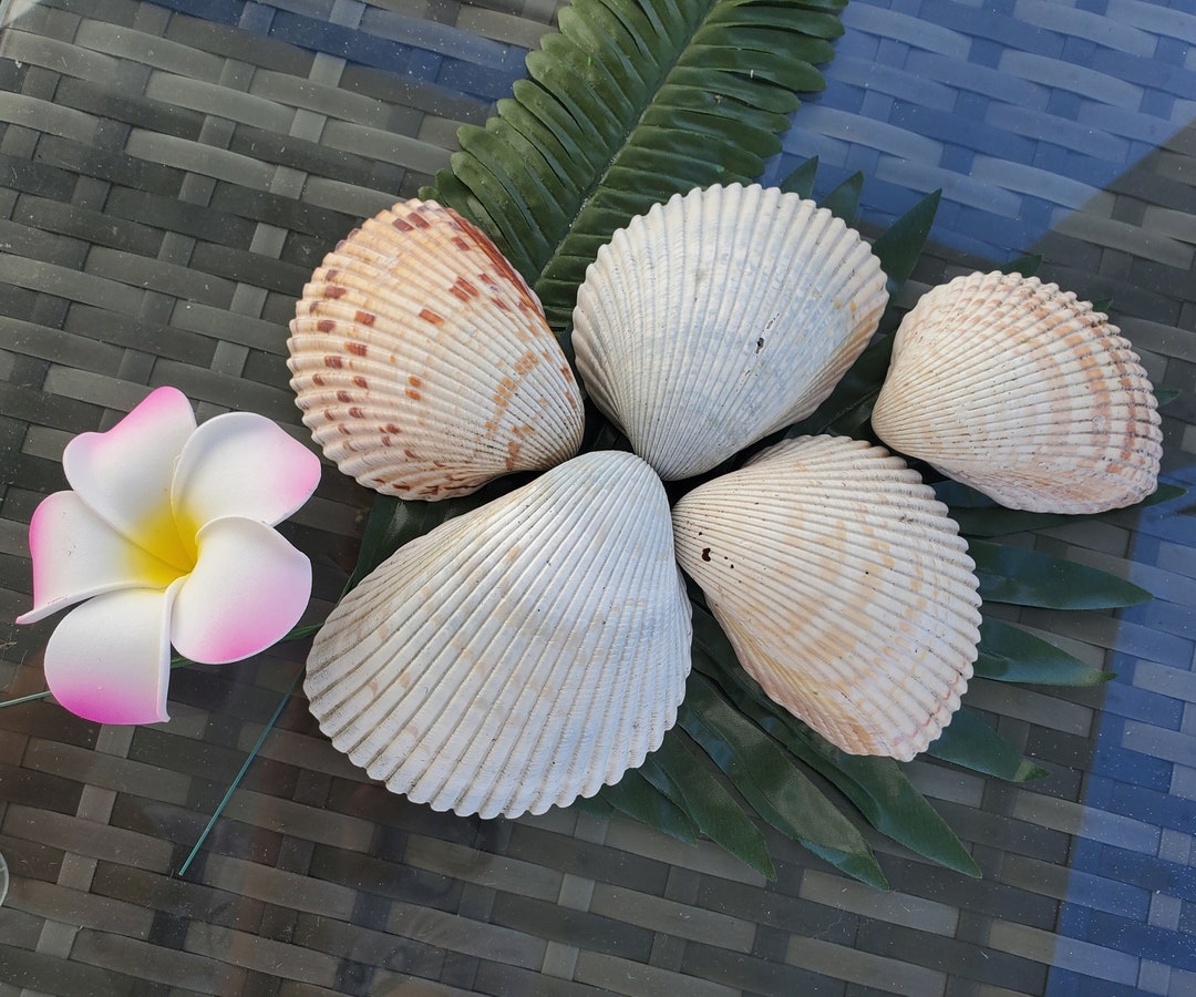 Beach Shells Large Beach Decor Beach Wedding Beach Crafts - Etsy