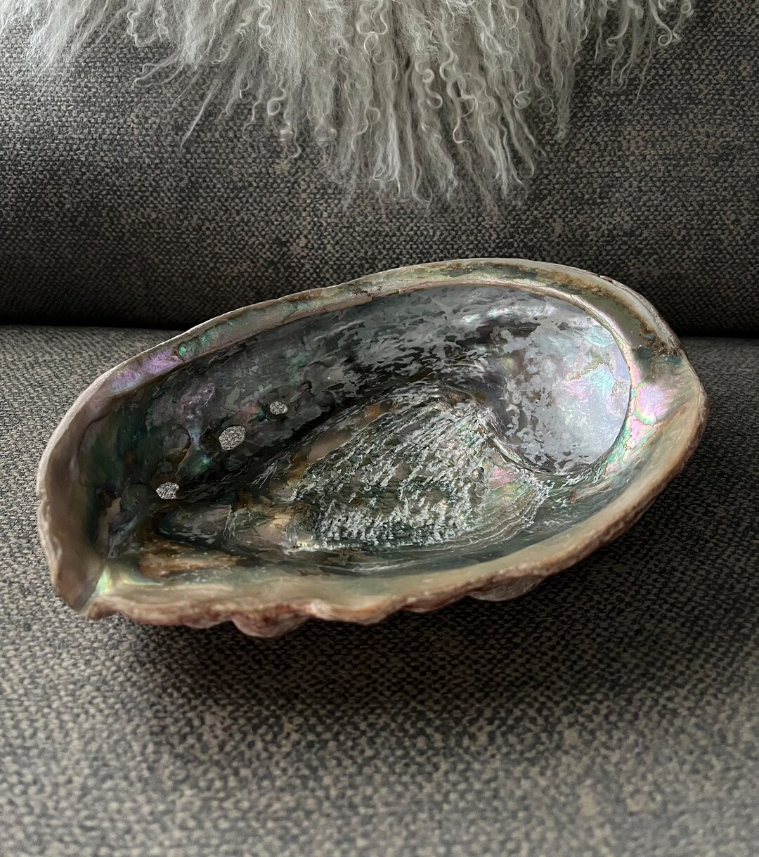Lg Vintage Abalone Shell - Etsy