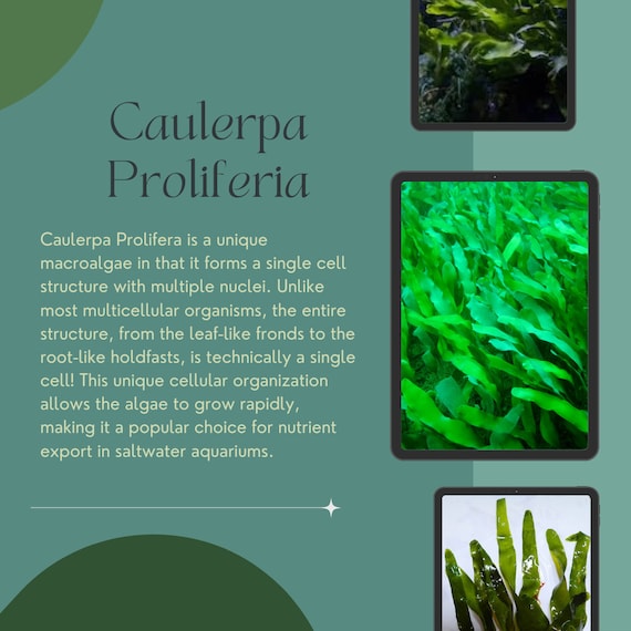 Caulerpa Cell Structure