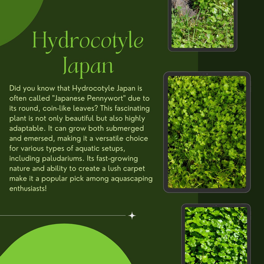 Hydrocotyle Japan Mat: Lush Aquarium Carpet, 3x5in - Etsy
