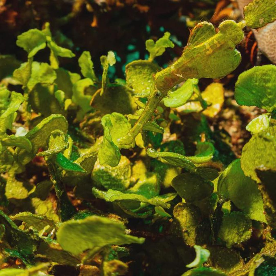 Halimeda Macro Algae for Saltwater Reef Marine Seahorse Aquarium - Etsy
