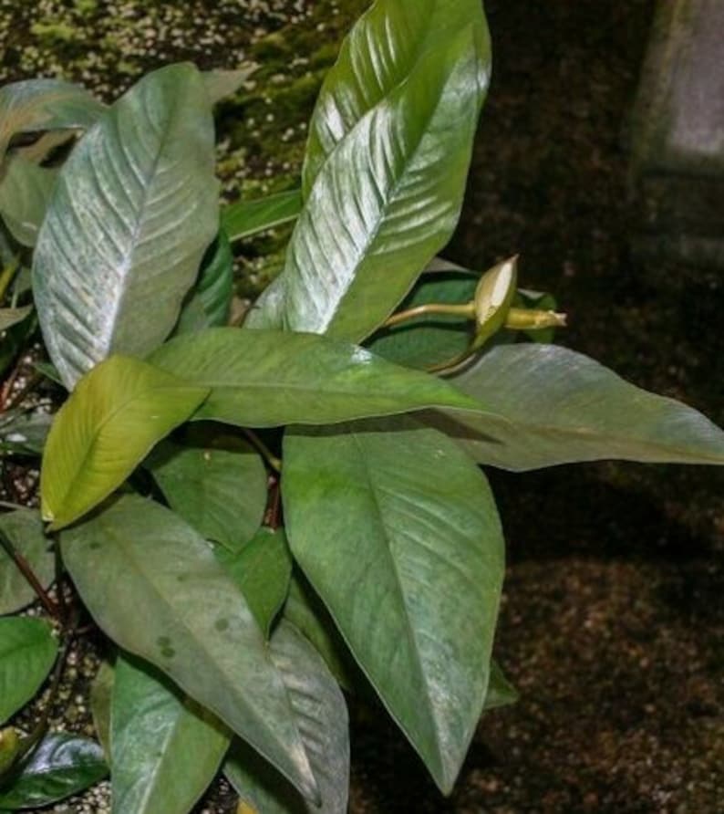 Anubias Frazeri Aquatic Plants Live Aquarium Plants Potted-buy - Etsy
