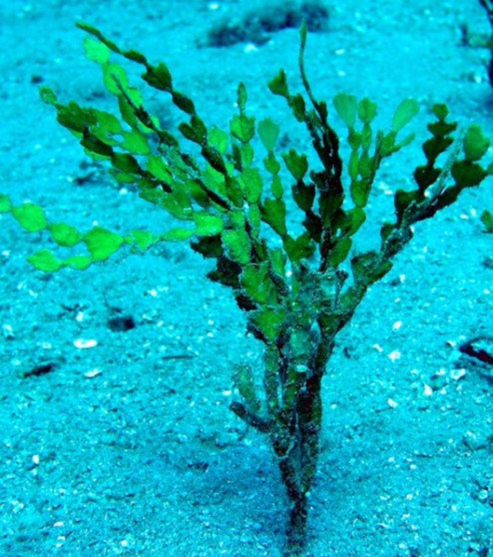 Halimeda Macro Algae for Saltwater Reef Marine Seahorse | Etsy