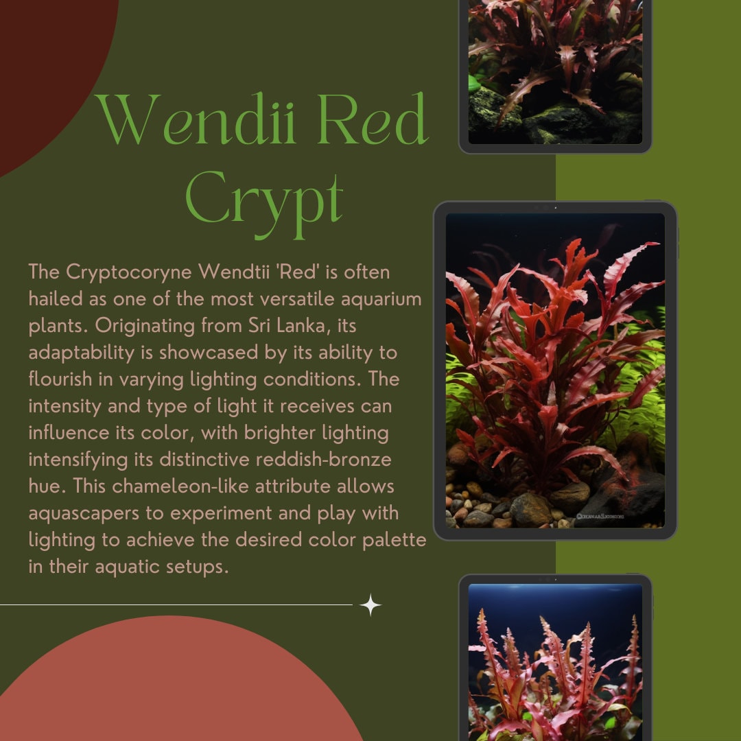 Potted Wendtii Red Crypt: Vibrant Aquarium Plant by Shore Aquatic - Etsy