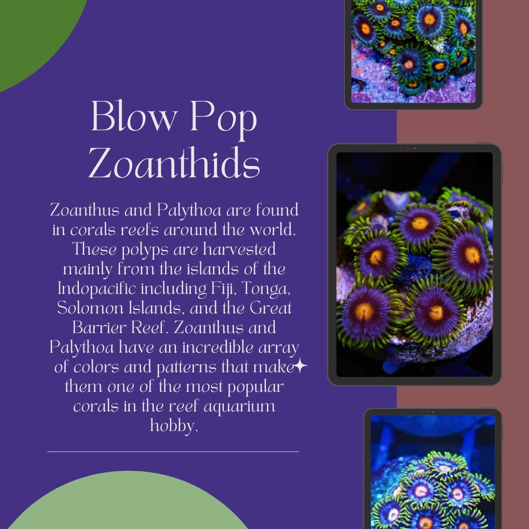 Beginner Blow-pop Zoanthids 1 Frag (3-5 Polyps) - Etsy