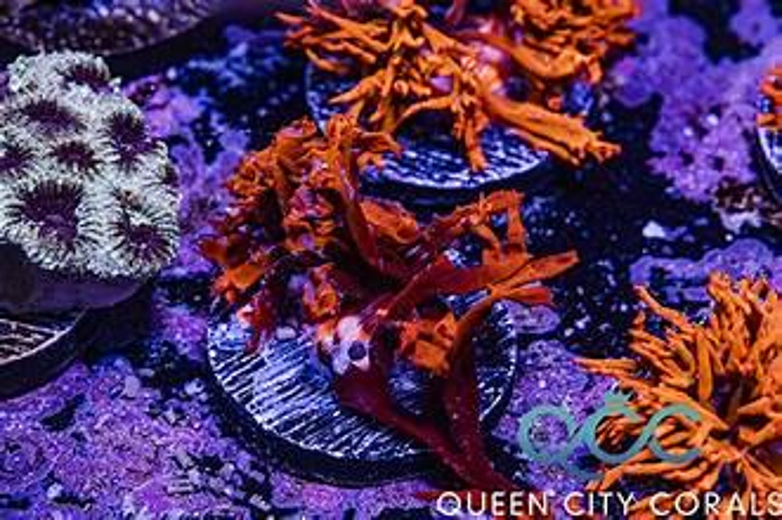 Dragon’s Breath Macroalgae-frag (halymenia Durvillei) Premium Macro From Shore Aquatic - Etsy