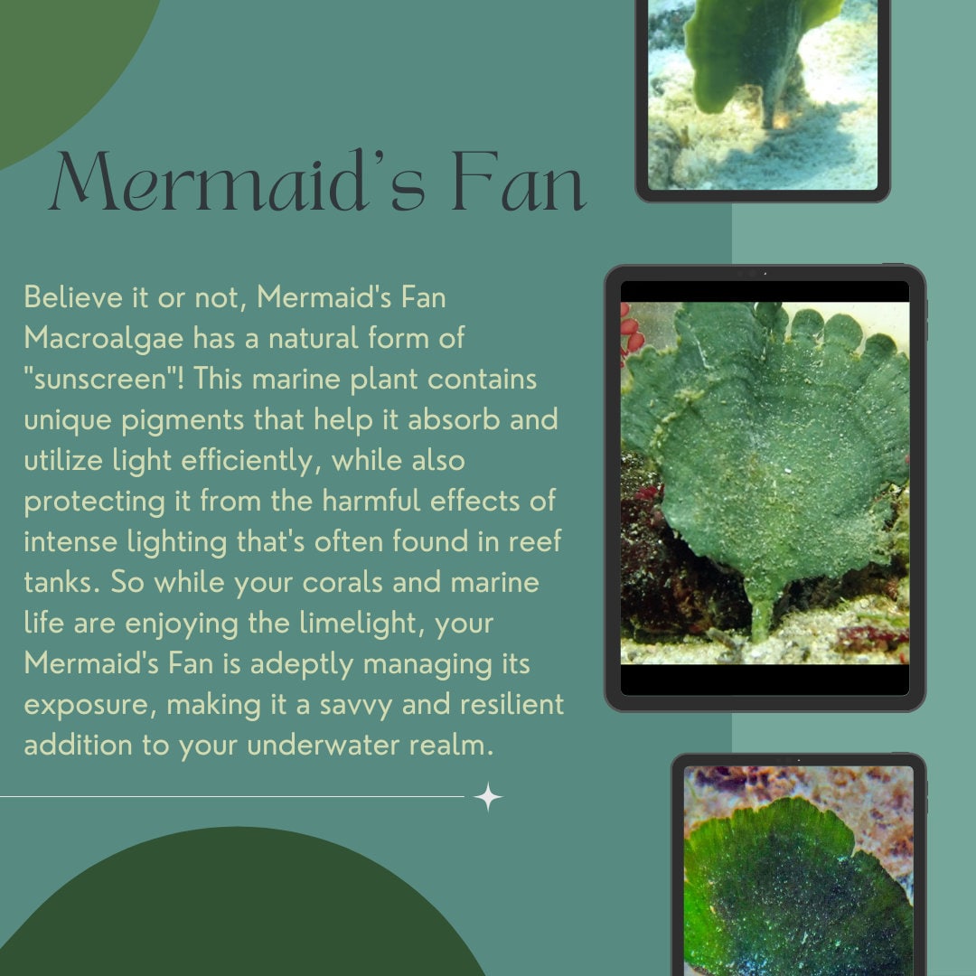 Mermaid's Fan Macroalgae: Reef Safe Saltwater Aquarium Algae - Etsy