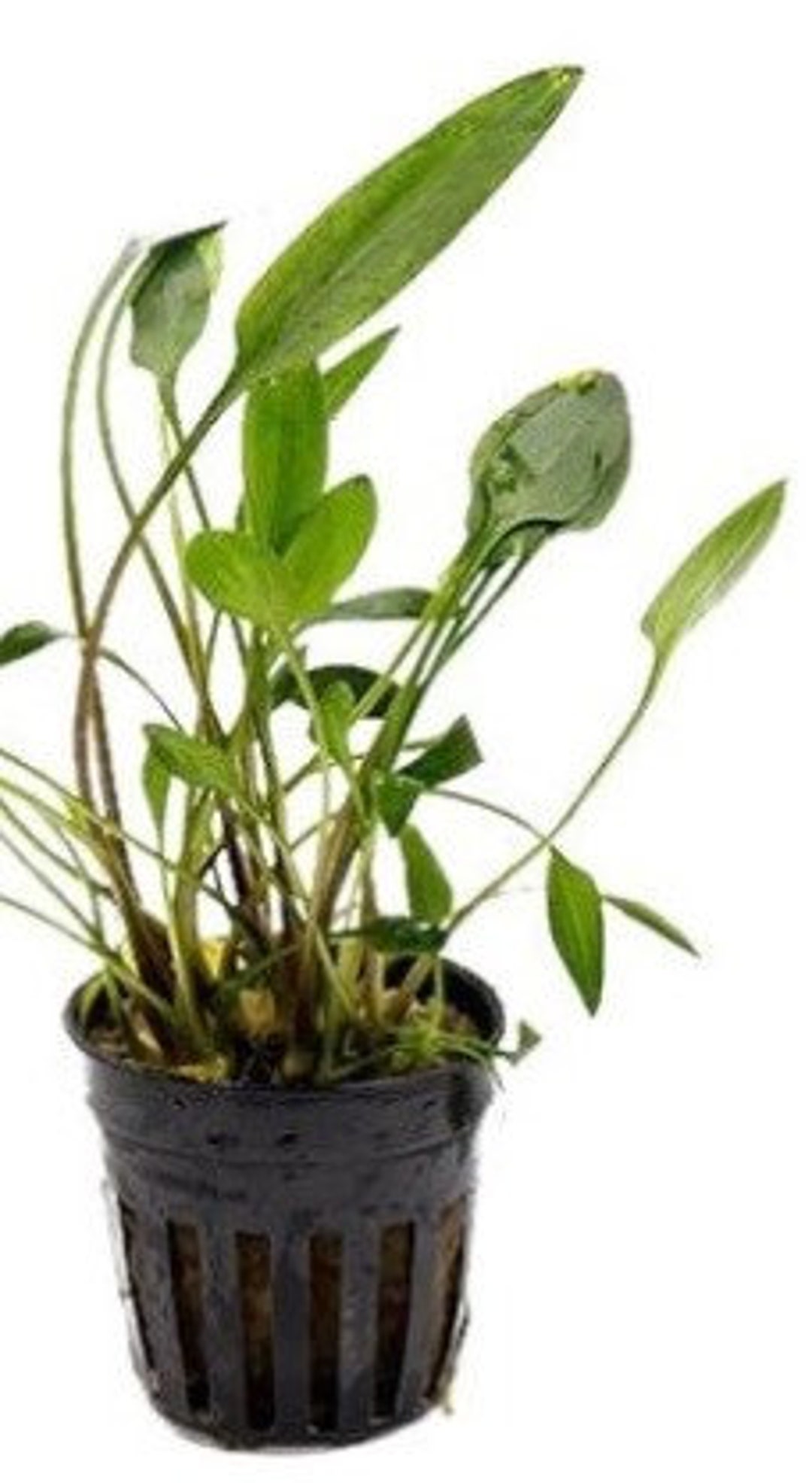 Cryptocoryne Walkeri Lutea