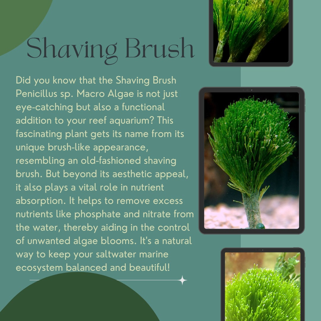 Shaving Brush Penicillus Sp. Macro Algae for Reef Saltwater Marine ...