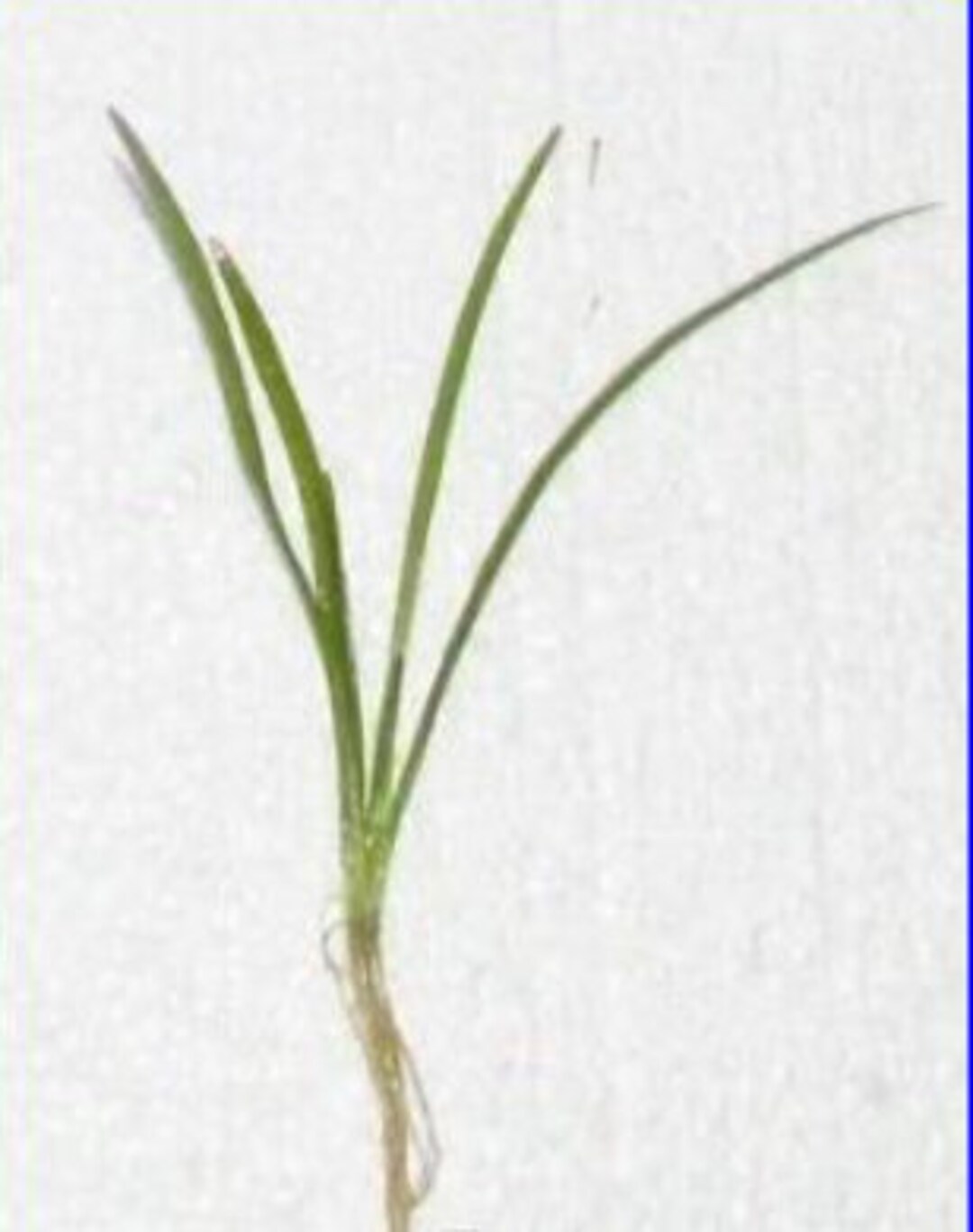 Sagittaria Subulata, Dwarf Sag Freshwater Aquarium Plant (buy 2, Get 1 ...