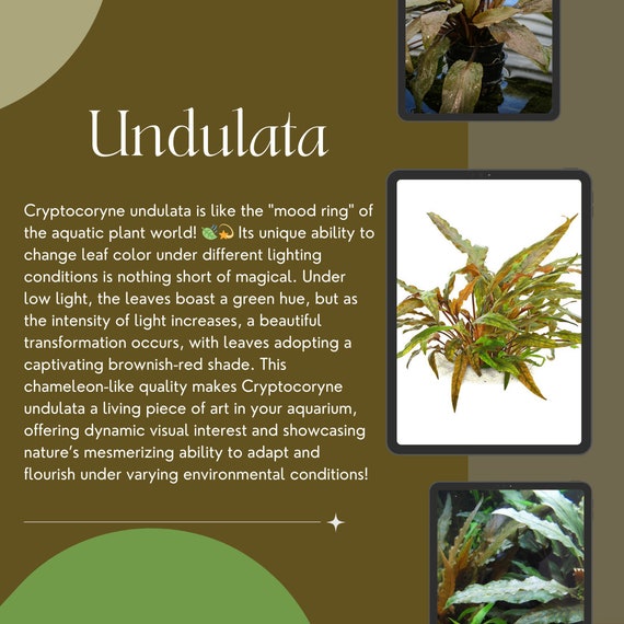Cryptocoryne Undulata Red Care