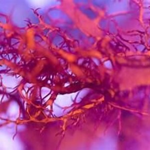 Dragon’s Breath Macroalgae-frag (halymenia Durvillei) Premium Macro From Shore Aquatic - Etsy