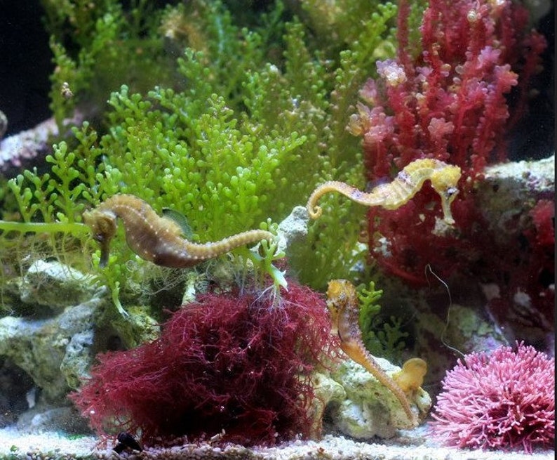 Macroalgae Marine Bundle: Red OGO Gracilaria, Caulerpa - 4 Pack - Etsy