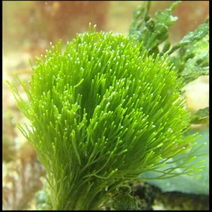 Shaving Brush Penicillus Sp. Macro Algae for Reef Saltwater Marine ...
