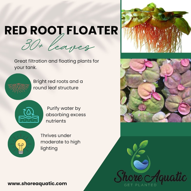 30 Red Root Floaters - Etsy
