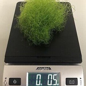 Premium Chaeto Macro Algae - Clean, Pest-free, Aquacultured - Ideal for ...